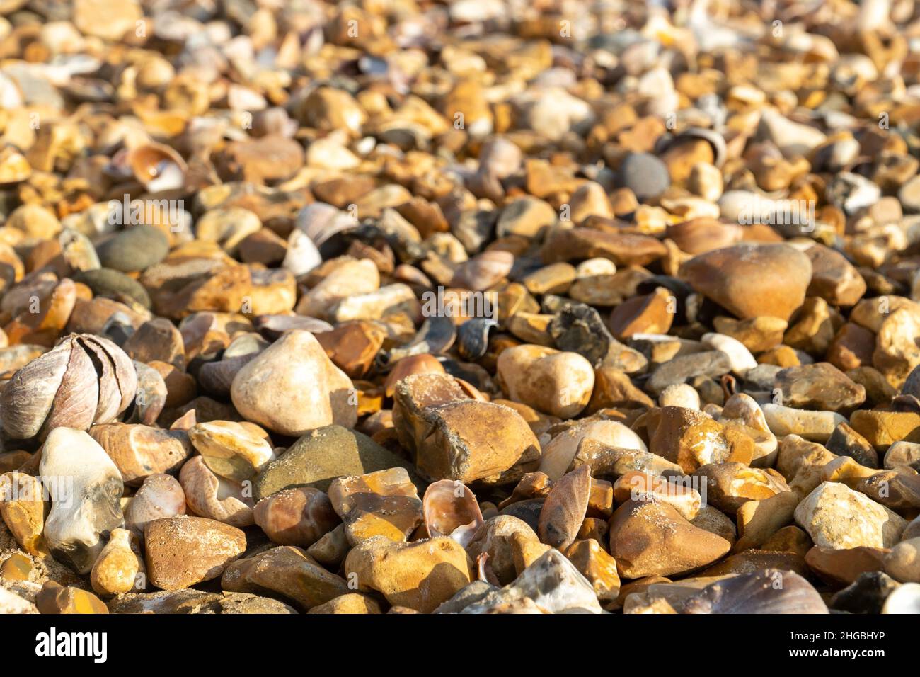 Sea Shells On Beach Stock Photo - Alamy