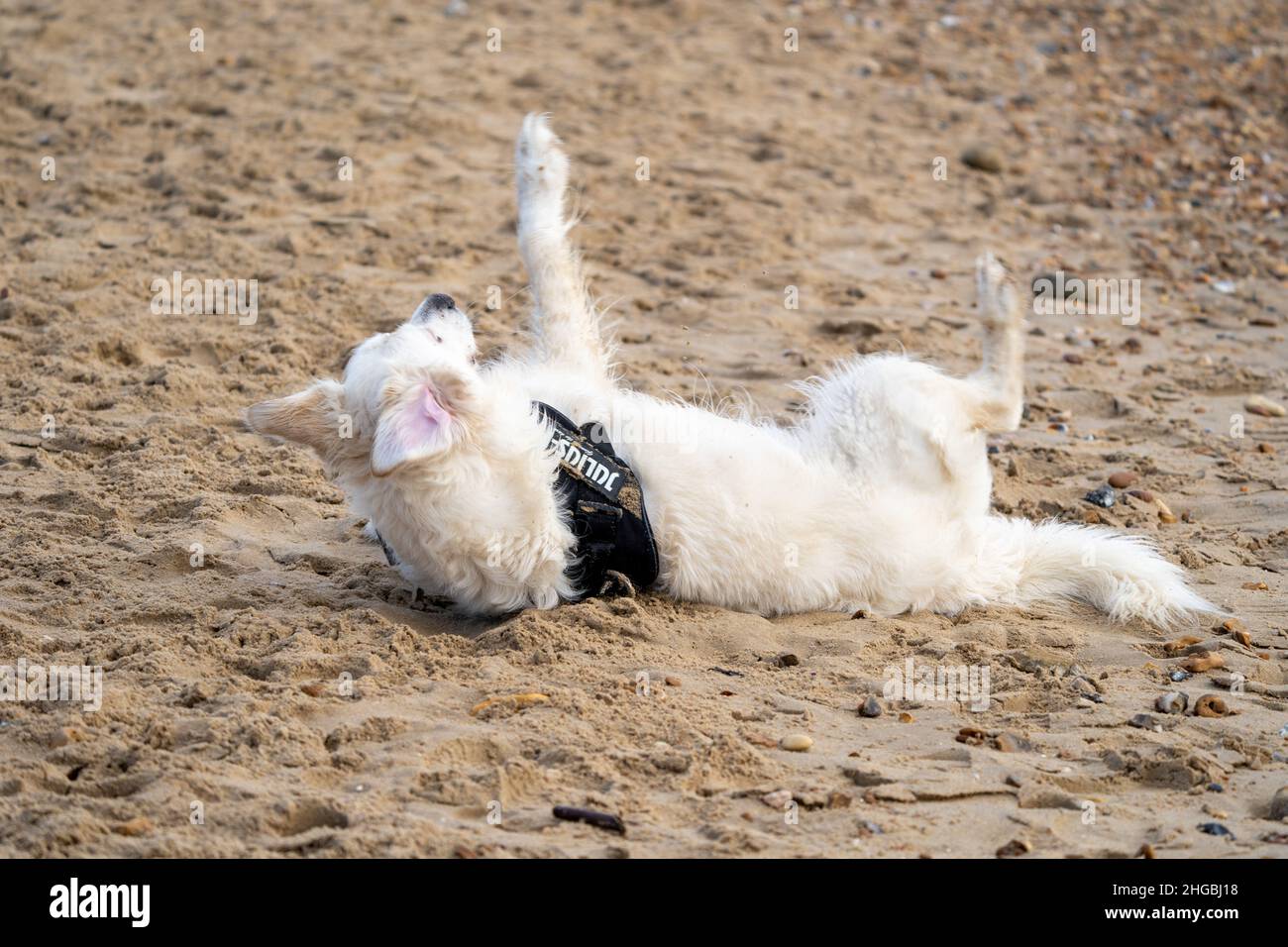Golden Retriever Rolling In Sand Stock Photo - Alamy