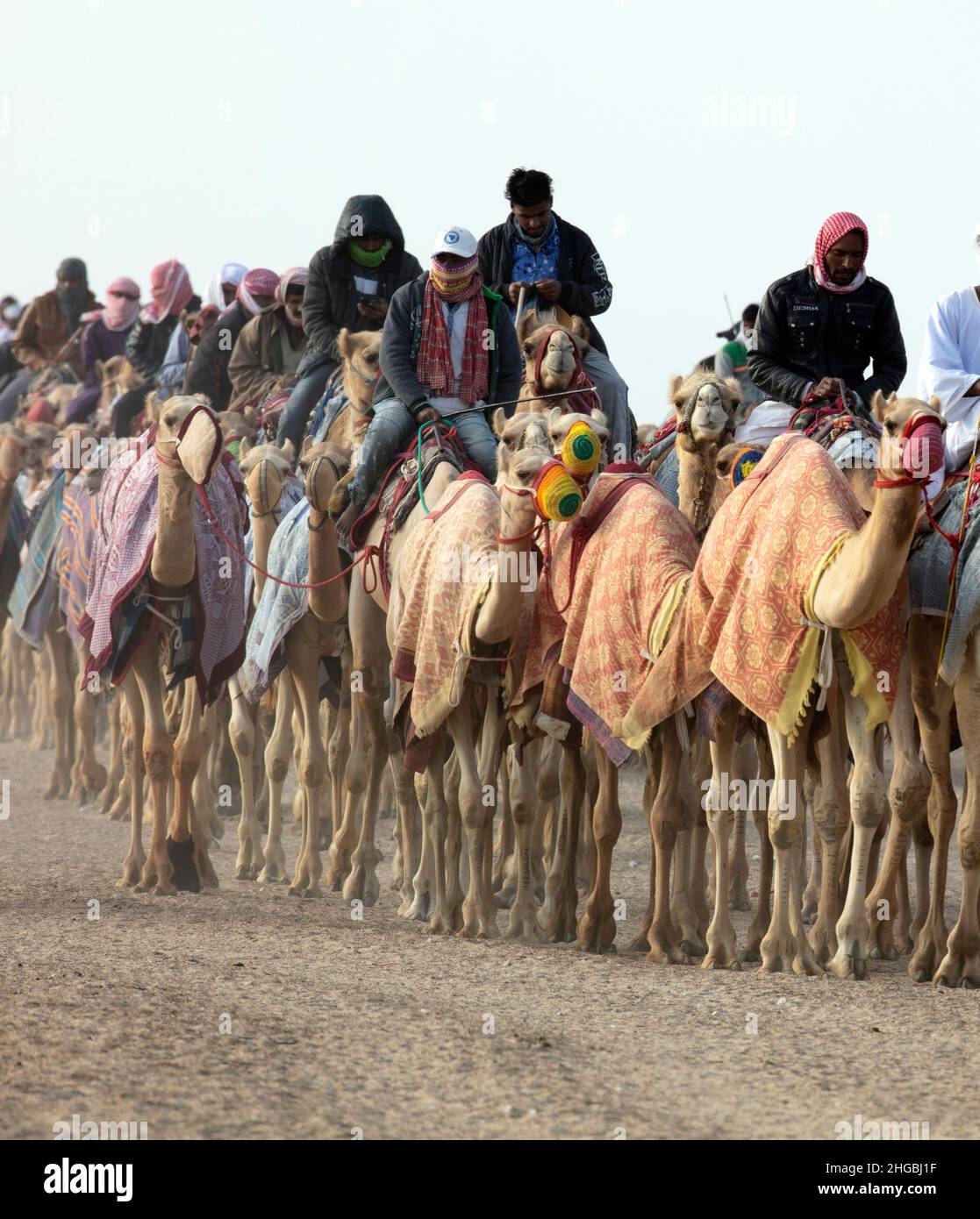 Arabian Camels in Camel racing Training Track - Shahanya Doha - QATAR ...