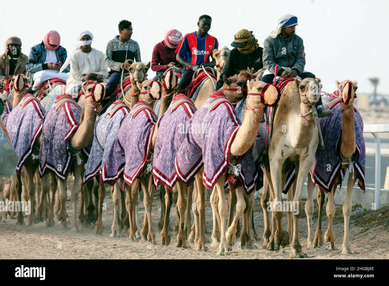 Arabian Camels in Camel racing Training Track - Shahanya Doha - QATAR ...