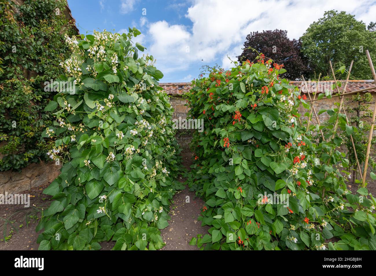 Two rows of runner bean (phaseolus coccineus) plants in flower Stock ...