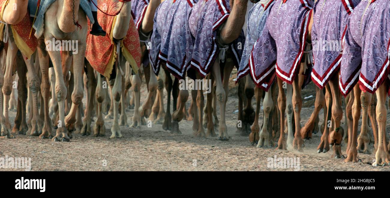 Arabian Camels in Camel racing Training Track - Shahanya Doha - QATAR ...