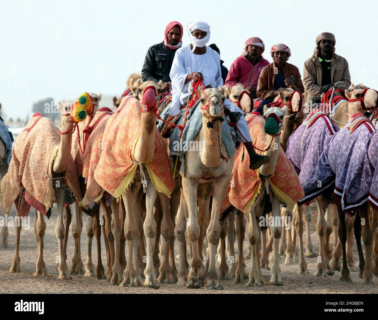 Arabian Camels in Camel racing Training Track - Shahanya Doha - QATAR ...