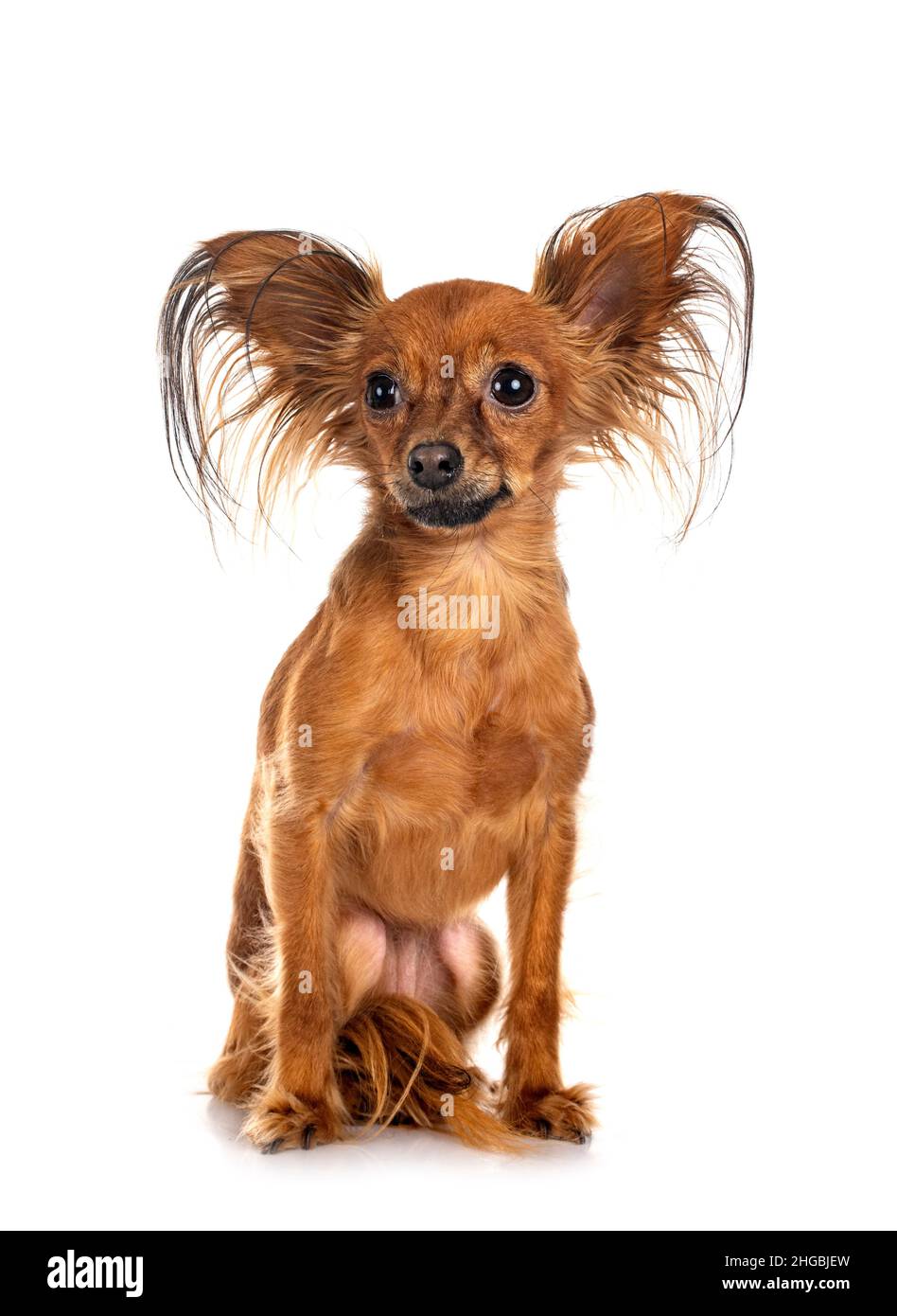 Russkiy Toy in front of white background Stock Photo - Alamy