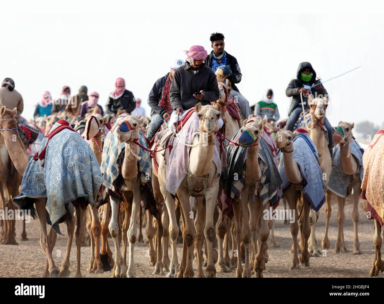 Arabian Camels in Camel racing Training Track - Shahanya Doha - QATAR ...