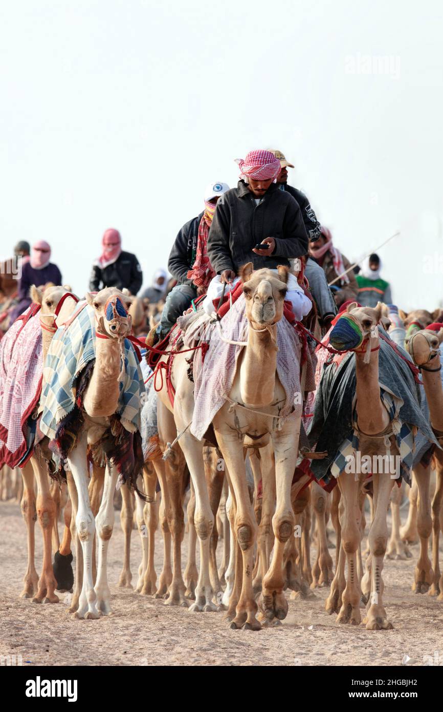 Arabian Camels in Camel racing Training Track - Shahanya Doha - QATAR ...