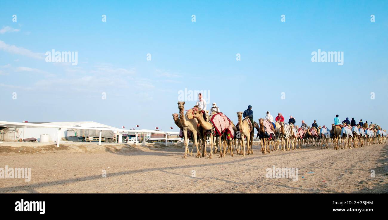 Arabian Camels in Camel racing Training Track - Shahanya Doha - QATAR ...