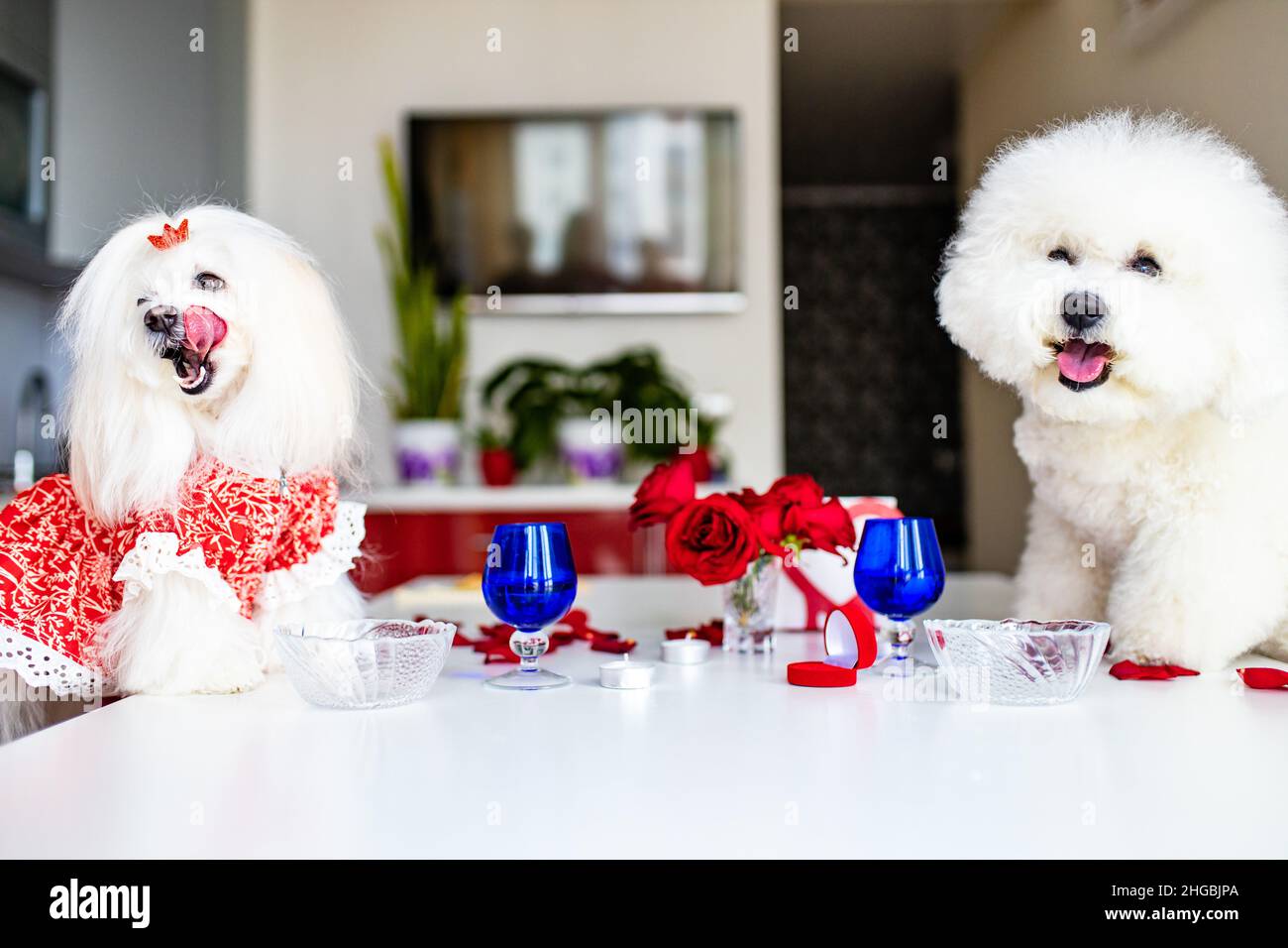 Cute two funny white dogs are sitting at served dining table indoors ...