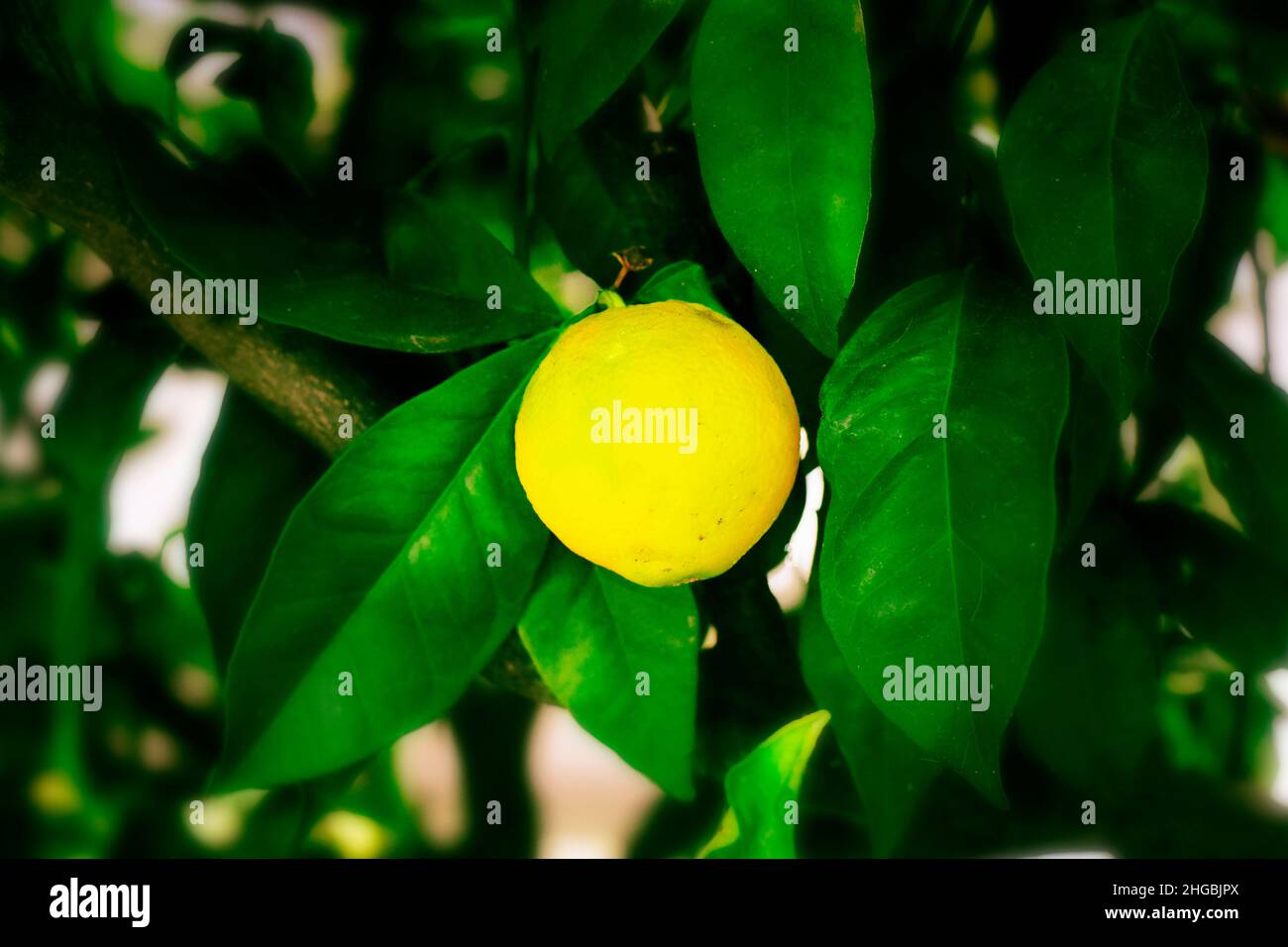 Lemon on a tree, Lemon tree in Spain. How to grow a lemon Stock Photo ...