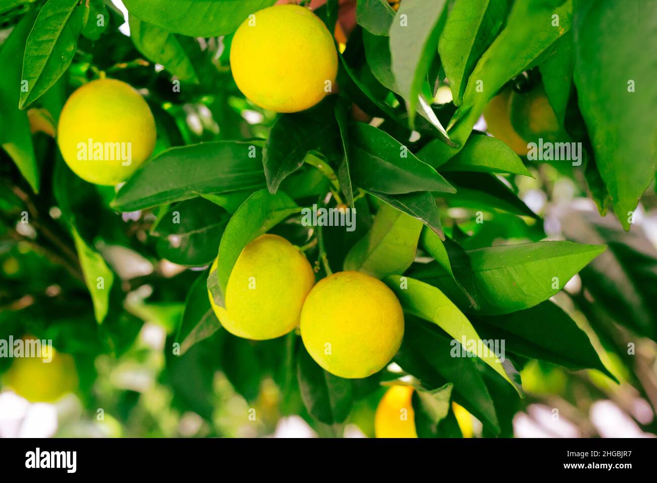 Lemon on a tree, Lemon tree in Spain. How to grow a lemon Stock Photo ...