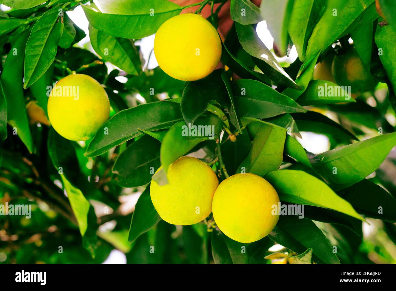 Lemon on a tree, Lemon tree in Spain. How to grow a lemon Stock Photo ...