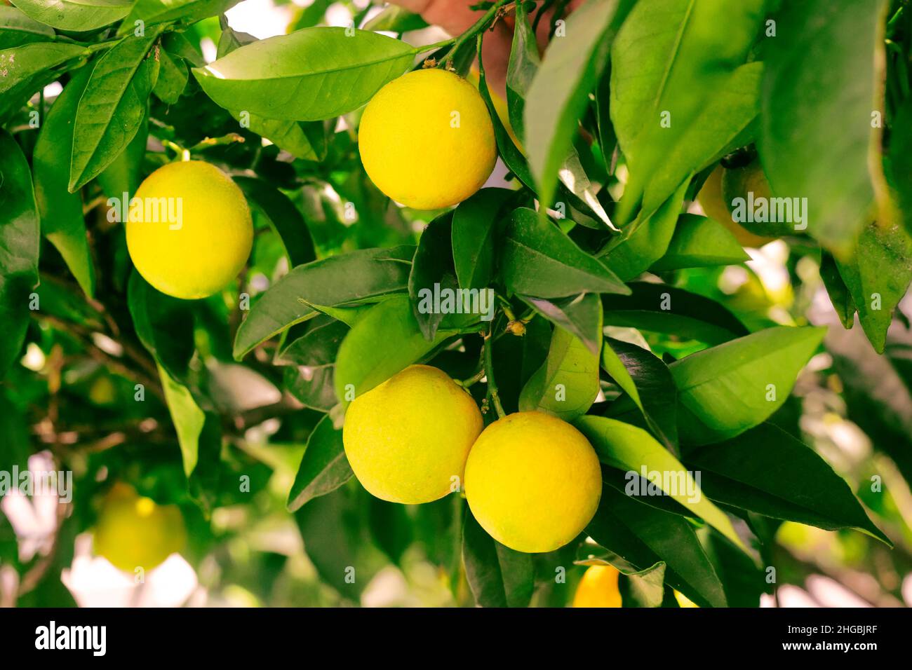 Lemon on a tree, Lemon tree in Spain. How to grow a lemon Stock Photo ...