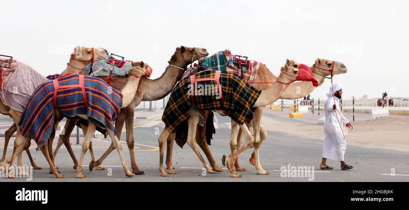 Arabian Camels in Camel racing Training Track - Shahanya Doha - QATAR ...
