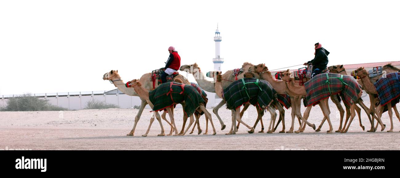Arabian Camels in Camel racing Training Track - Shahanya Doha - QATAR ...