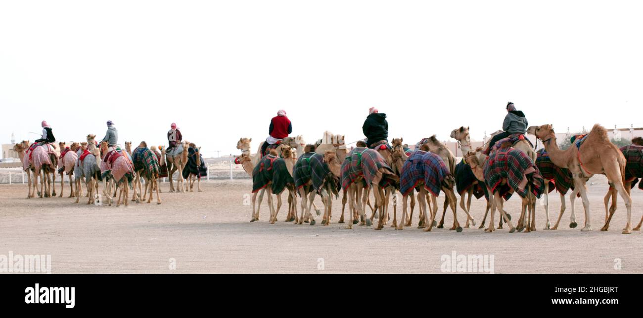Arabian Camels in Camel racing Training Track - Shahanya Doha - QATAR ...