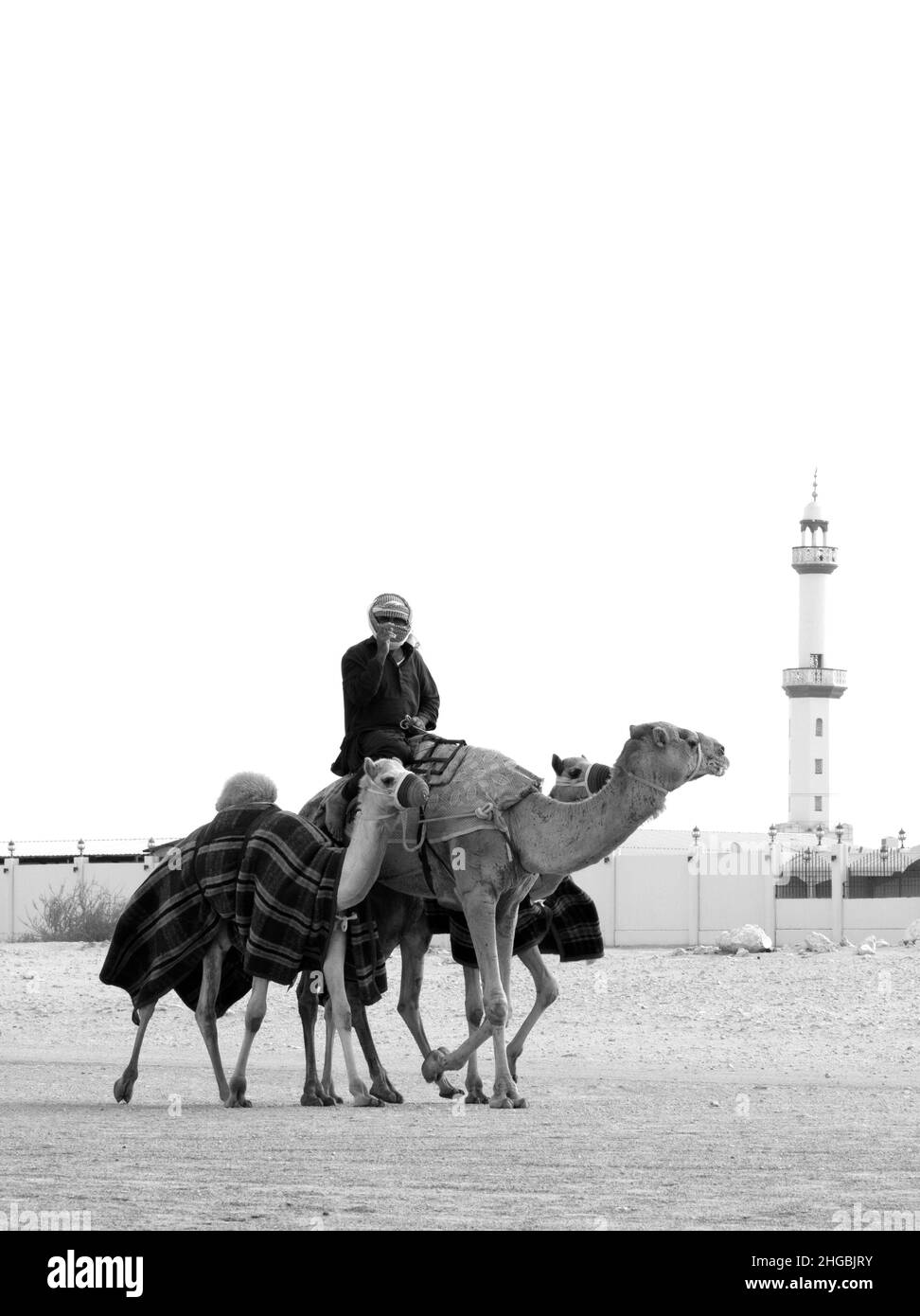 Arabian Camels in Camel racing Training Track - Shahanya Doha - QATAR ...