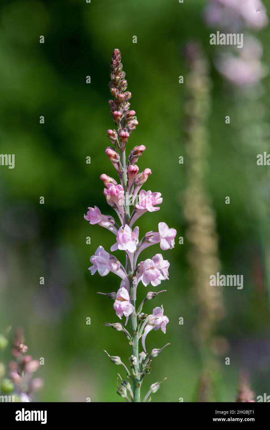 Close up of a pink toadflax (linaria purpurea) flower in bloom Stock ...