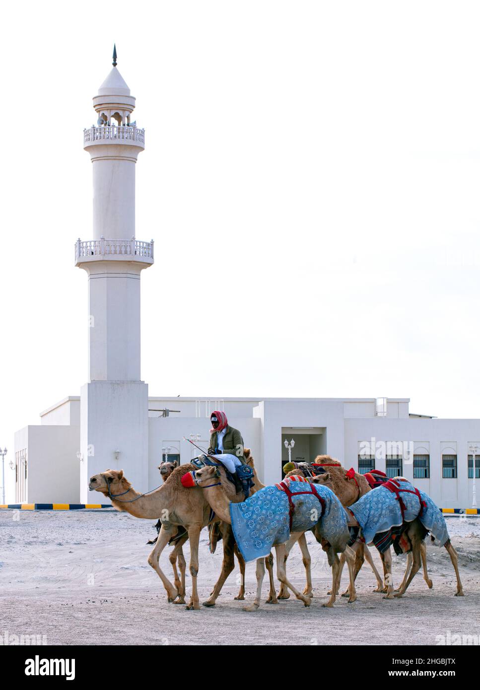 Arabian Camels in Camel racing Training Track - Shahanya Doha - QATAR ...