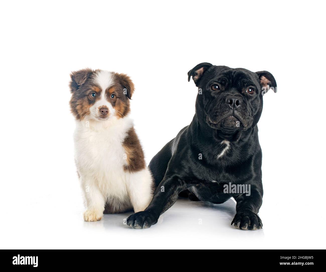Miniature American Shepherd and staffie in front of white background ...