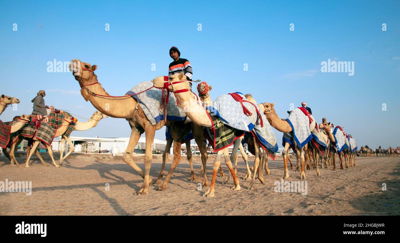 Arabian Camels in Camel racing Training Track - Shahanya Doha - QATAR ...
