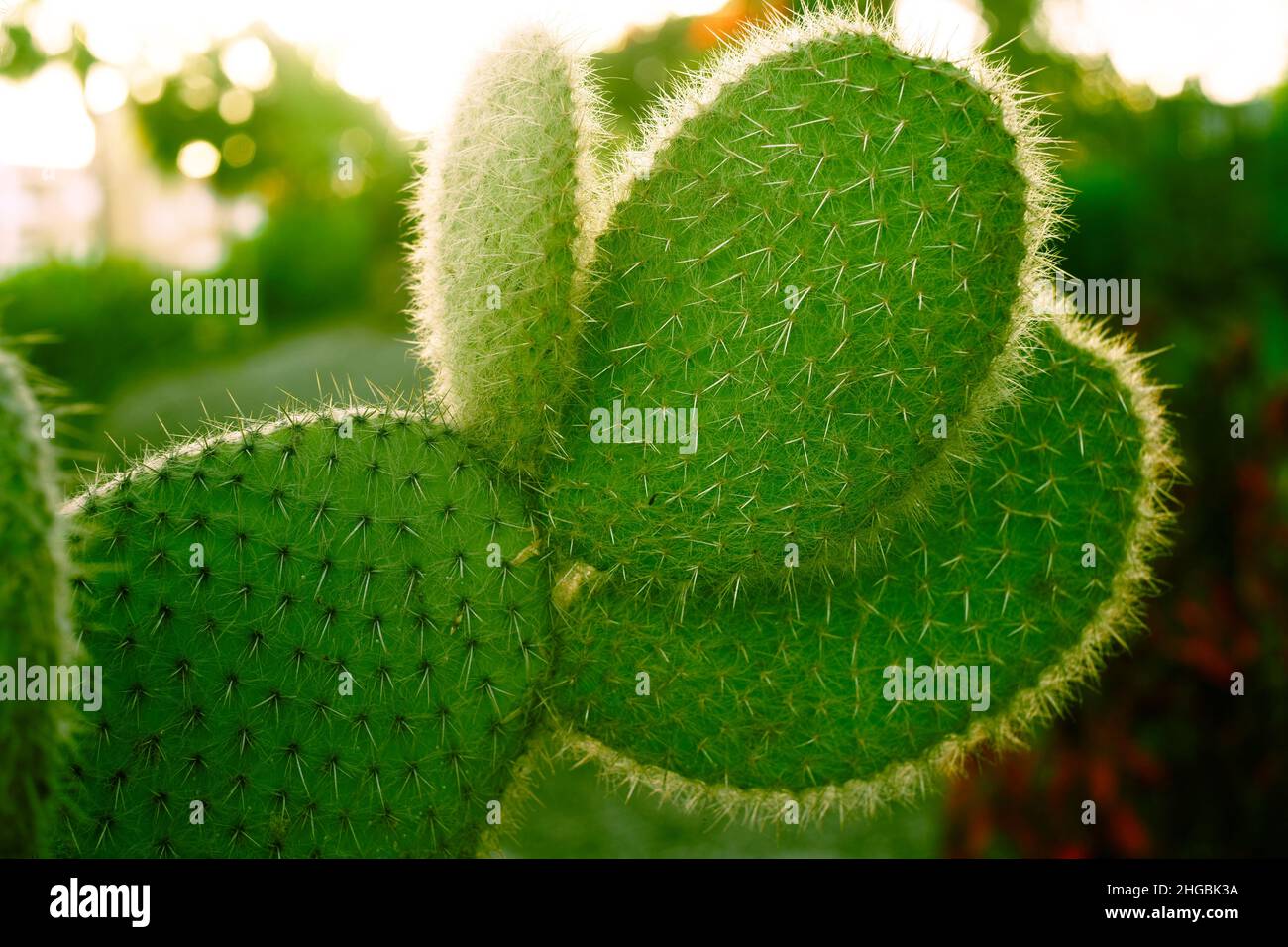 Needles texture hi-res stock photography and images - Alamy