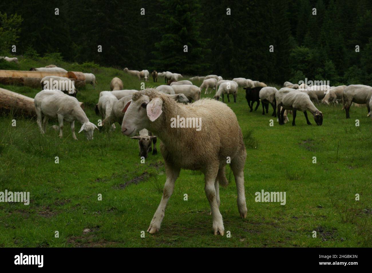 Camera sheep hi-res stock photography and images - Alamy