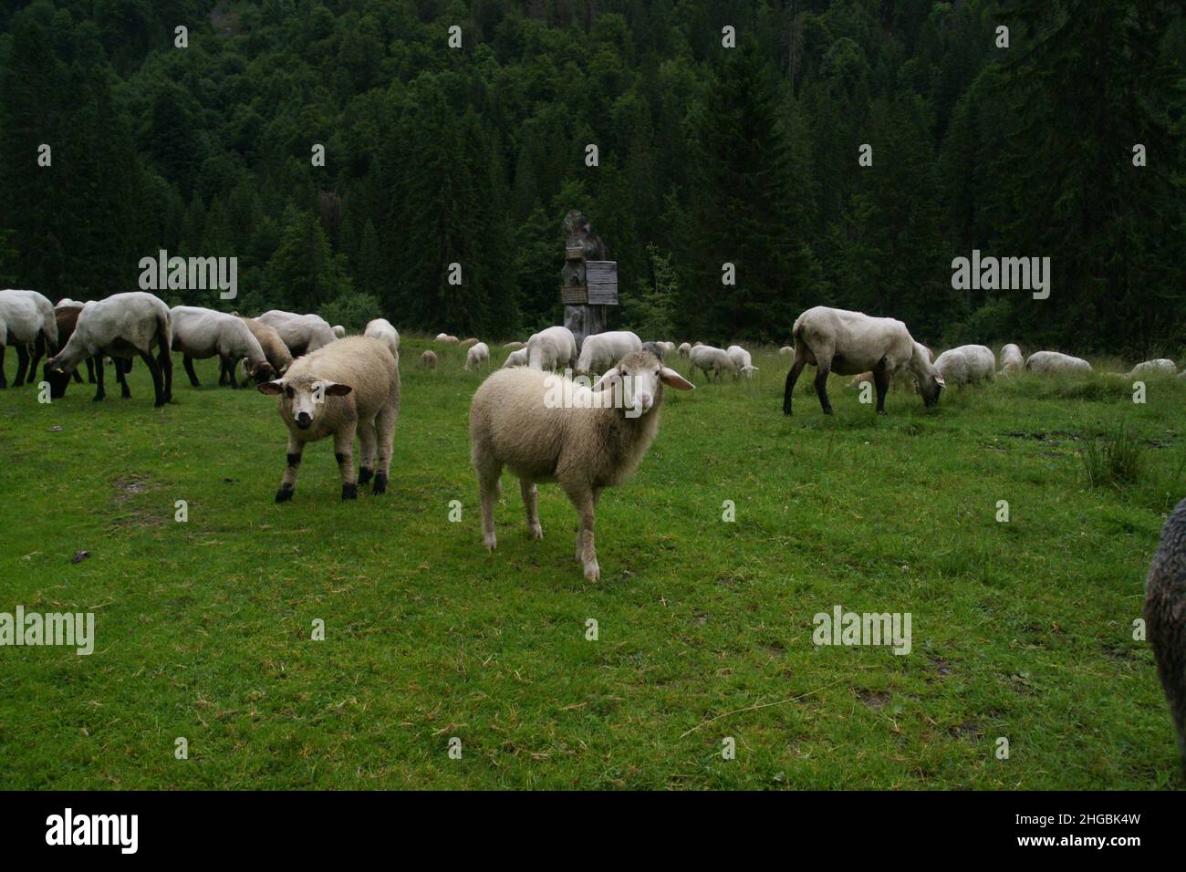 Sony sheep hi-res stock photography and images - Alamy