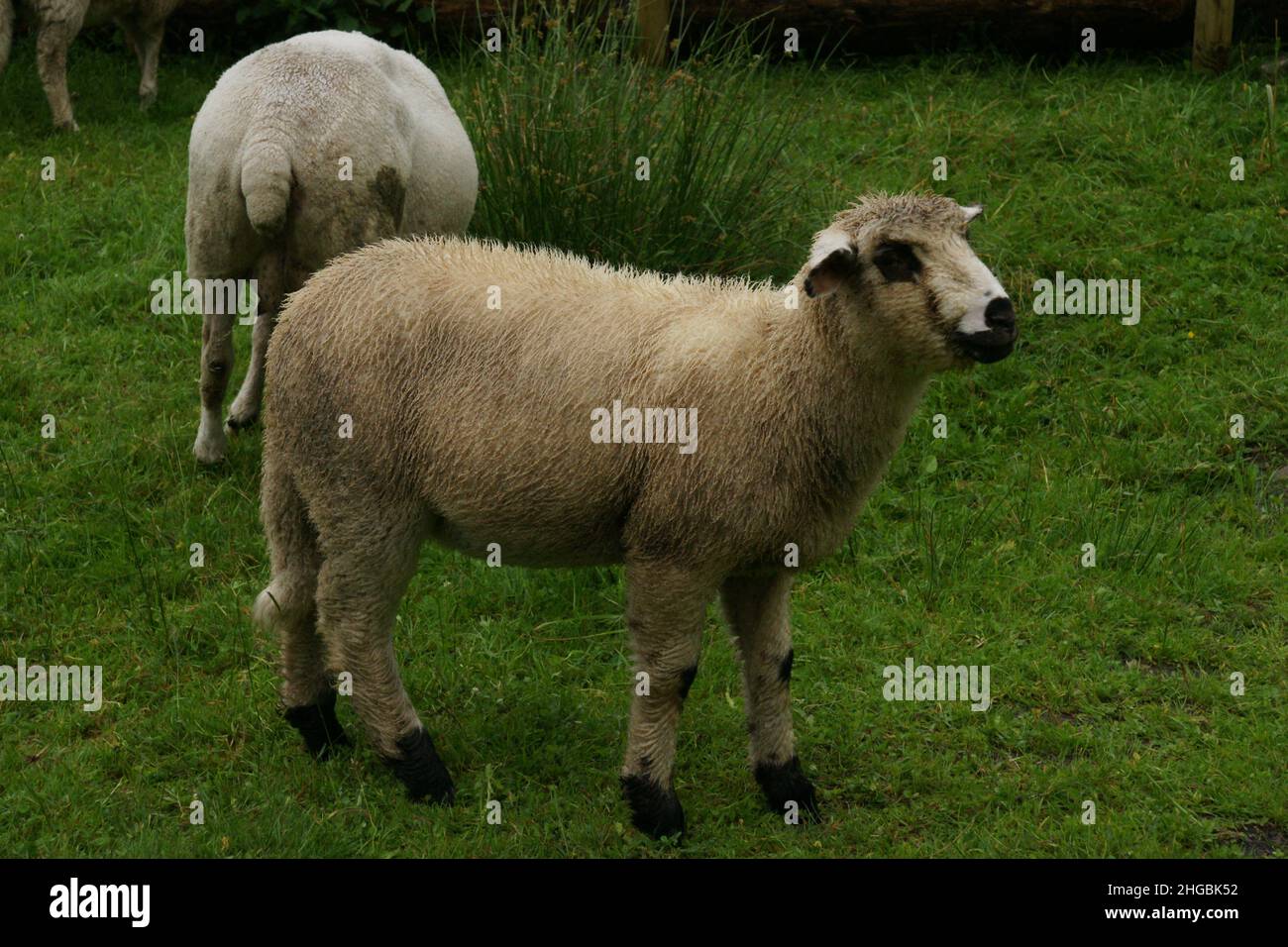 Older lamb hi-res stock photography and images - Alamy