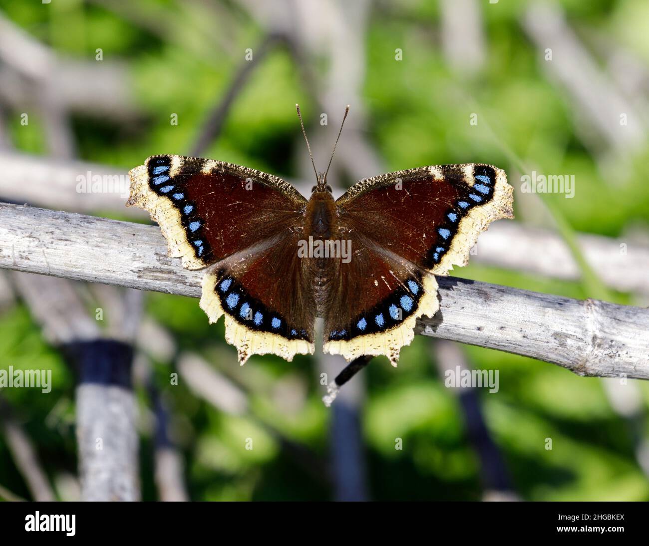 Mourning Cloak butterfly basking on sunny winter day. Arastradero ...