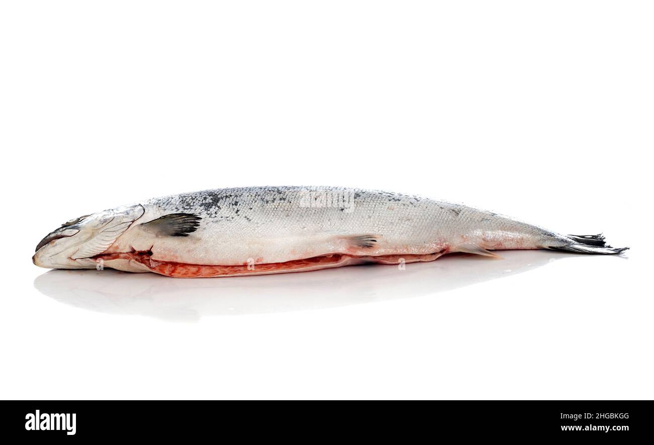 fresh salmon in front of white background Stock Photo - Alamy