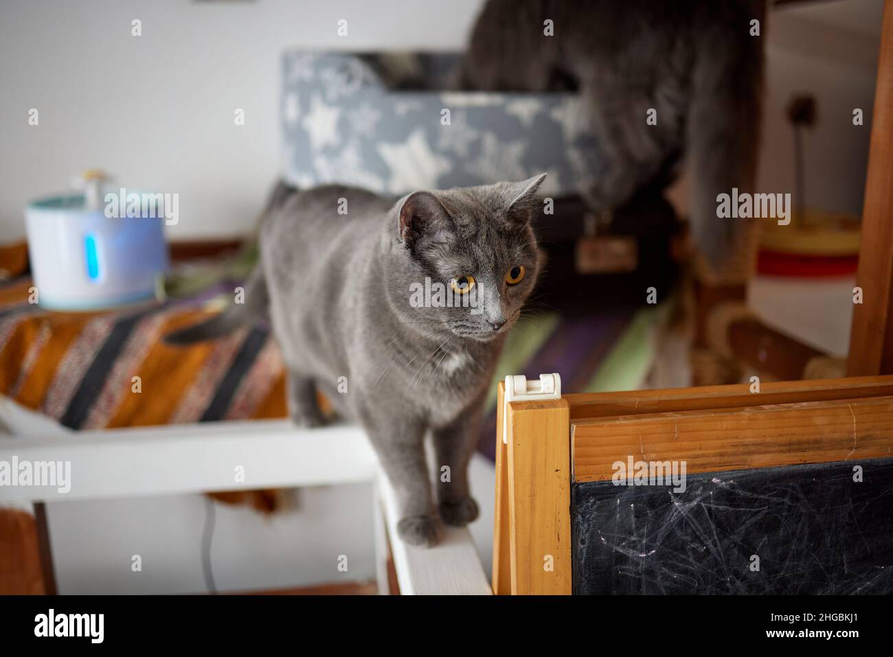 A furry striped cat sits on a chair and tries to hit someone with a ...