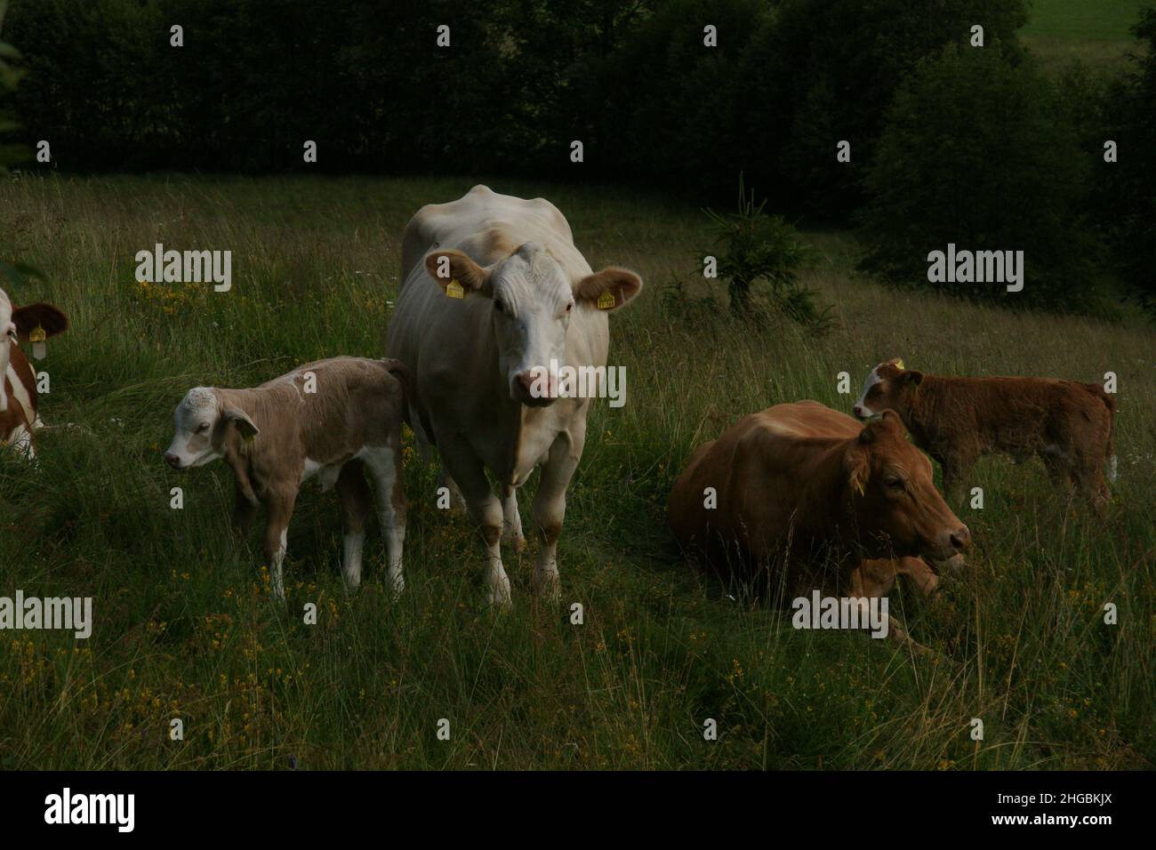 Cow calf mother germany hi-res stock photography and images - Alamy