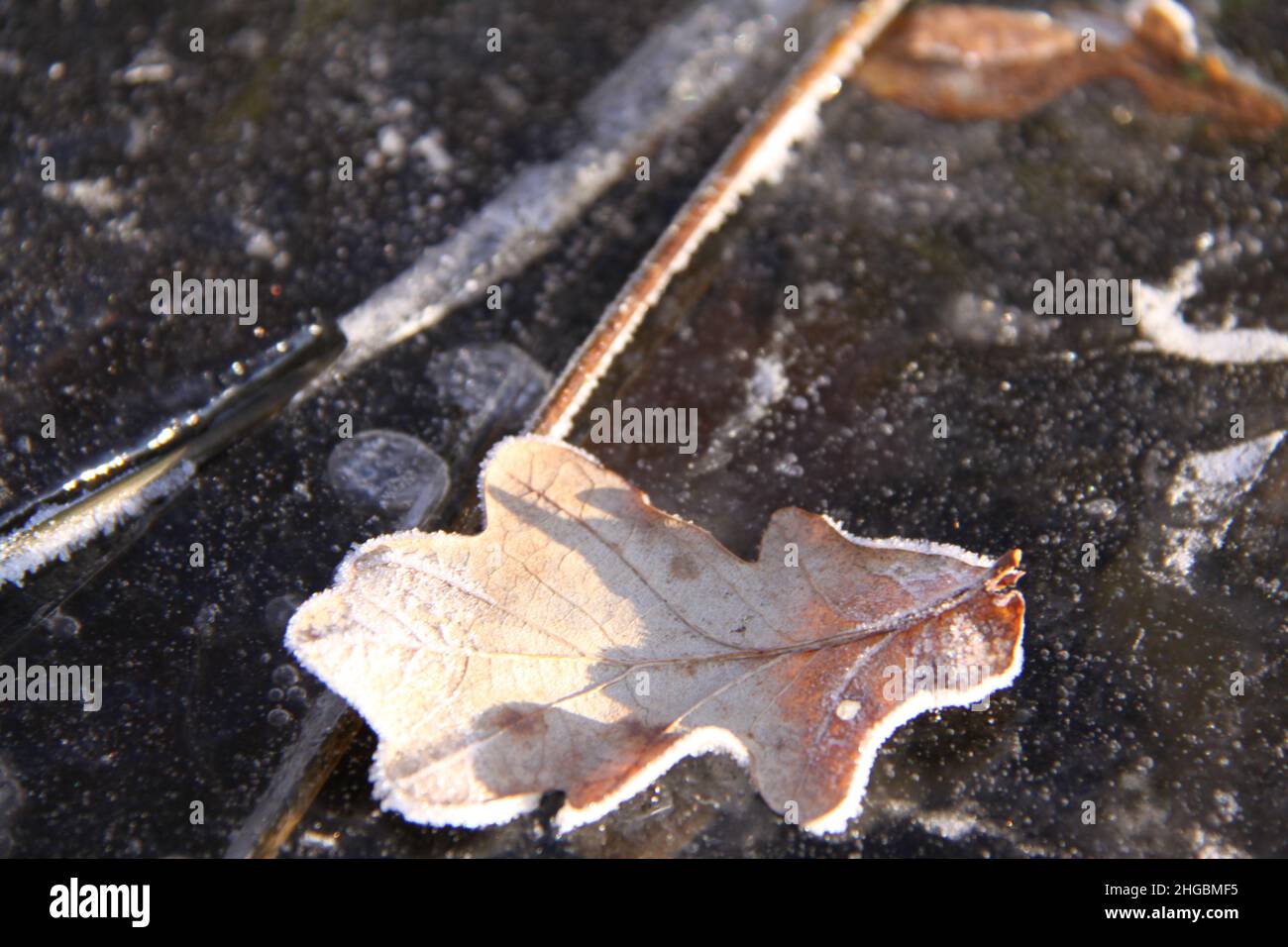 The leaf of the oak is frozen in the ice Stock Photo - Alamy