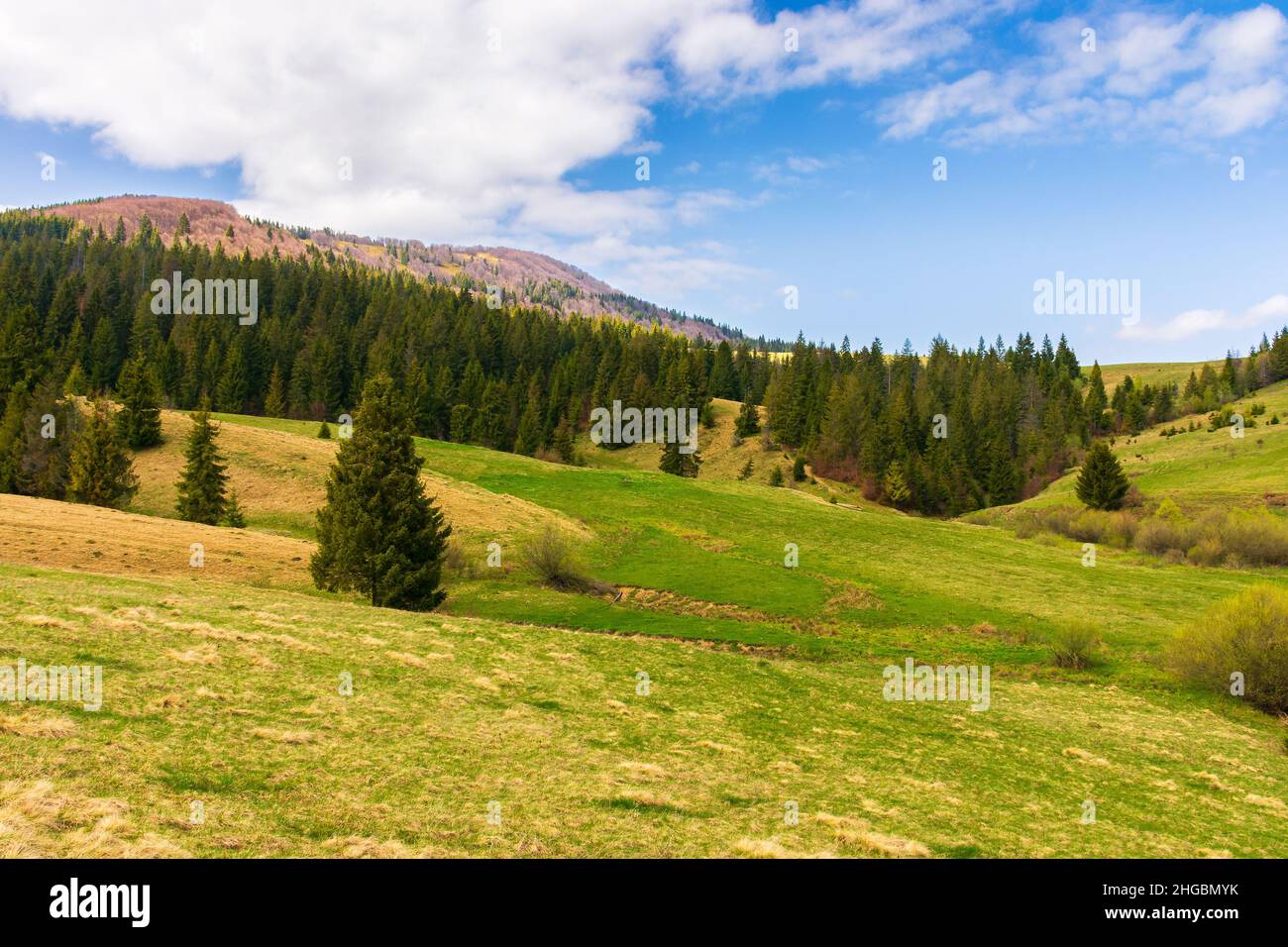 spruce forest on the hills. mountainous countryside landscape in spring. beautiful nature ...