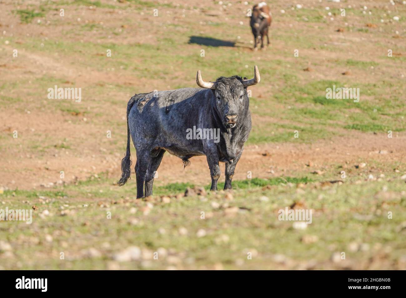 Spanish Fighting bull in field, Seville, Andalusia, Spain Stock Photo ...