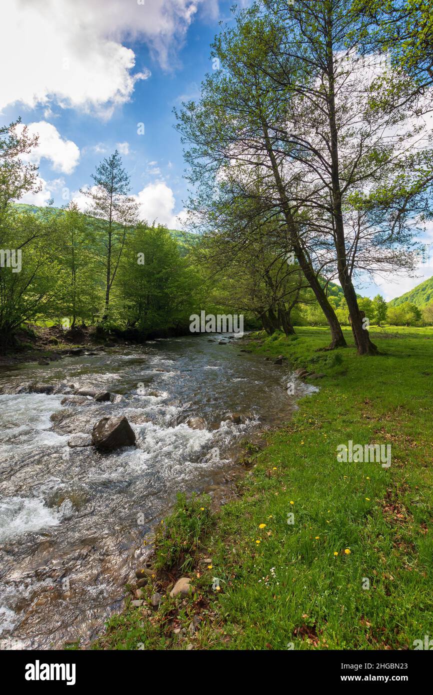 small mountain river flows through the valley. beautiful nature ...