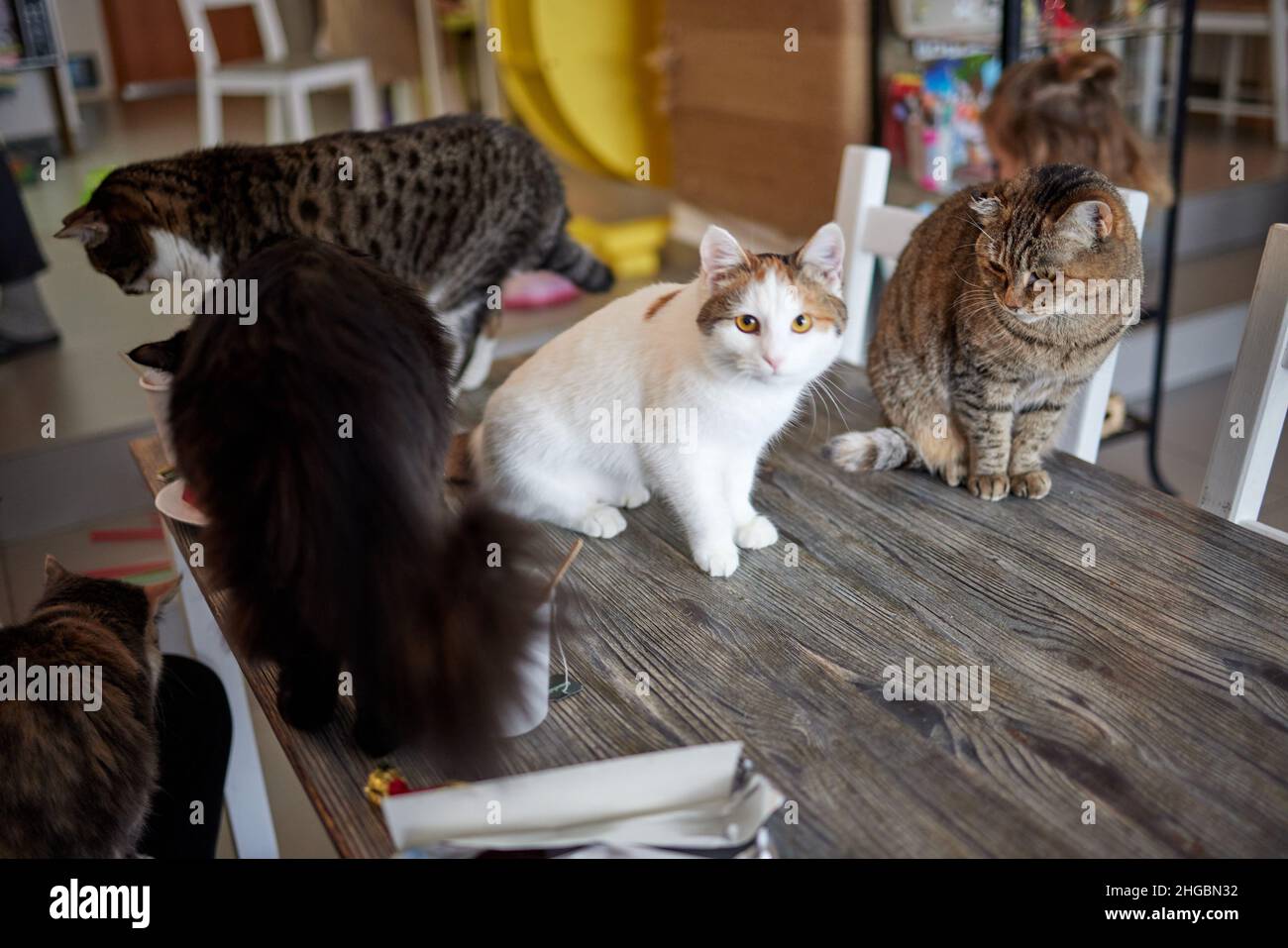 cat lying down on wooden table looking at camera Stock Photo - Alamy
