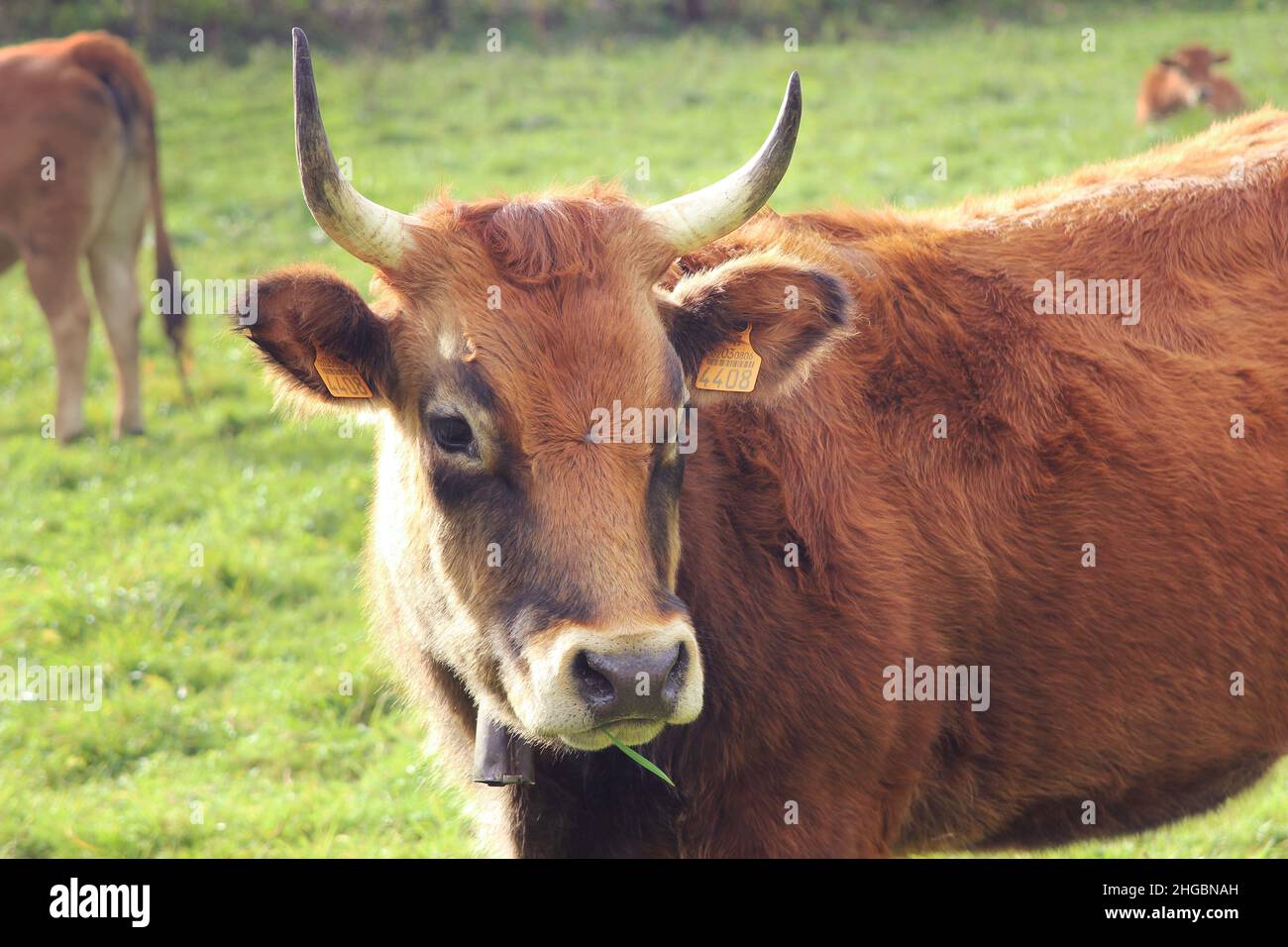 Asturian cows of extensive livestock farming (Spain Stock Photo - Alamy