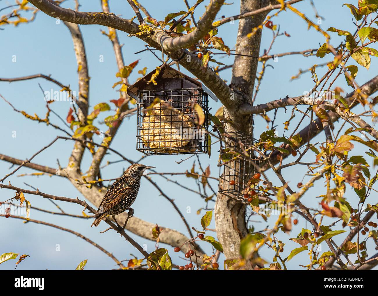 Single Common Starling eating suet from a bird feeder on a tree Stock ...