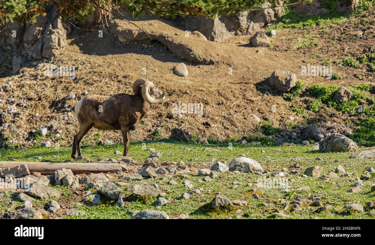 Beautiful rocky mountain bighorn sheep ram in natural habitat Stock ...