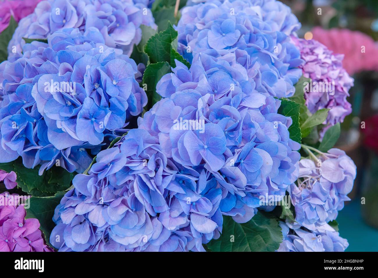 Blue and pink hydrangeas close-up. Bright hydrangea flowers natural ...
