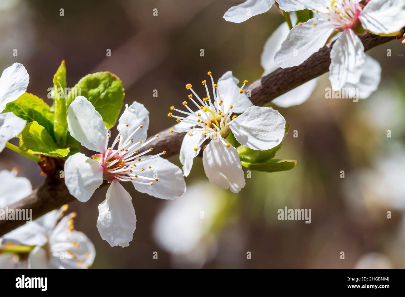 Spring and unfolded flowers. A white flower in close-up. A cherry ...