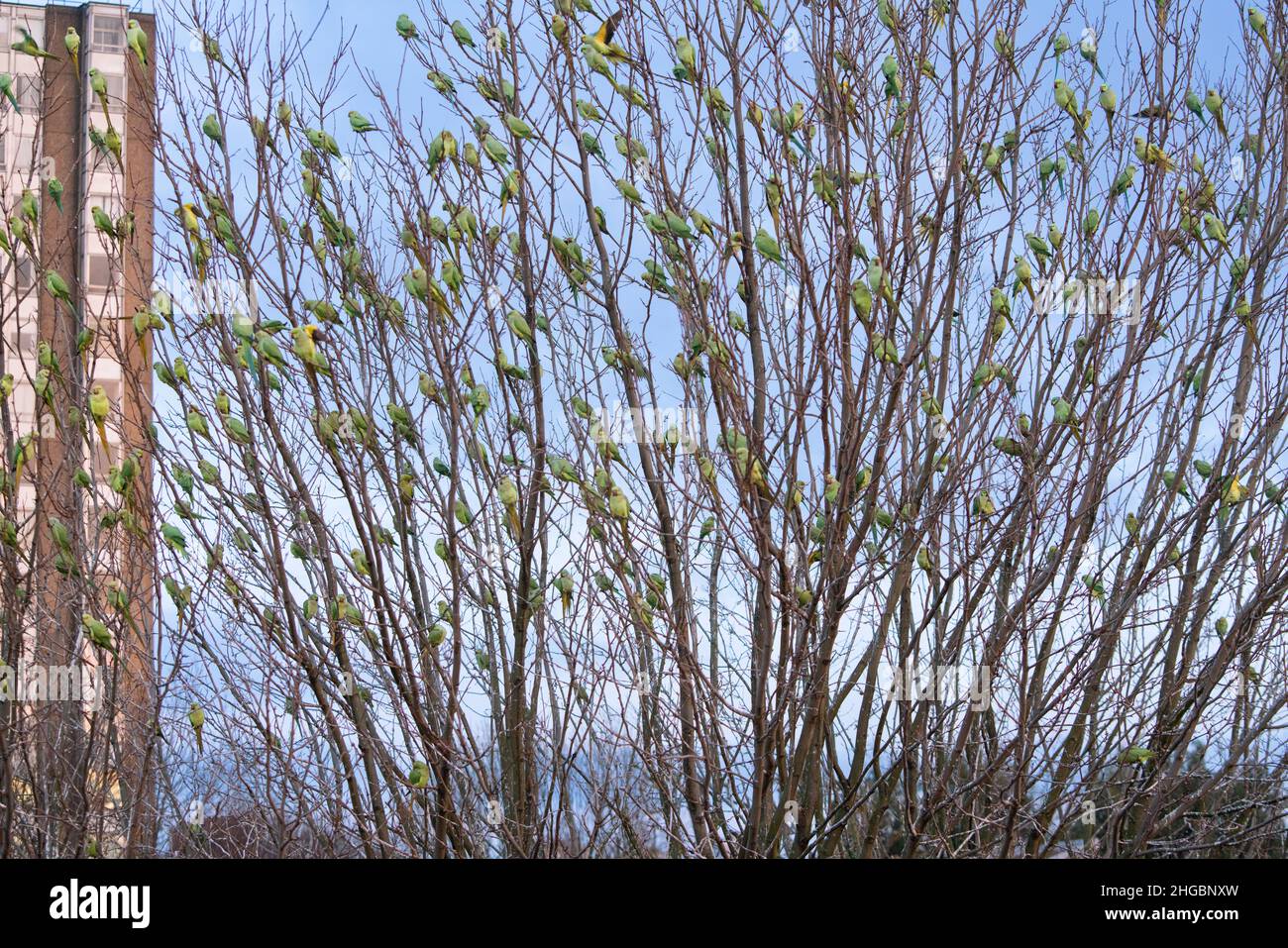 Parakeets london winter hi-res stock photography and images - Alamy