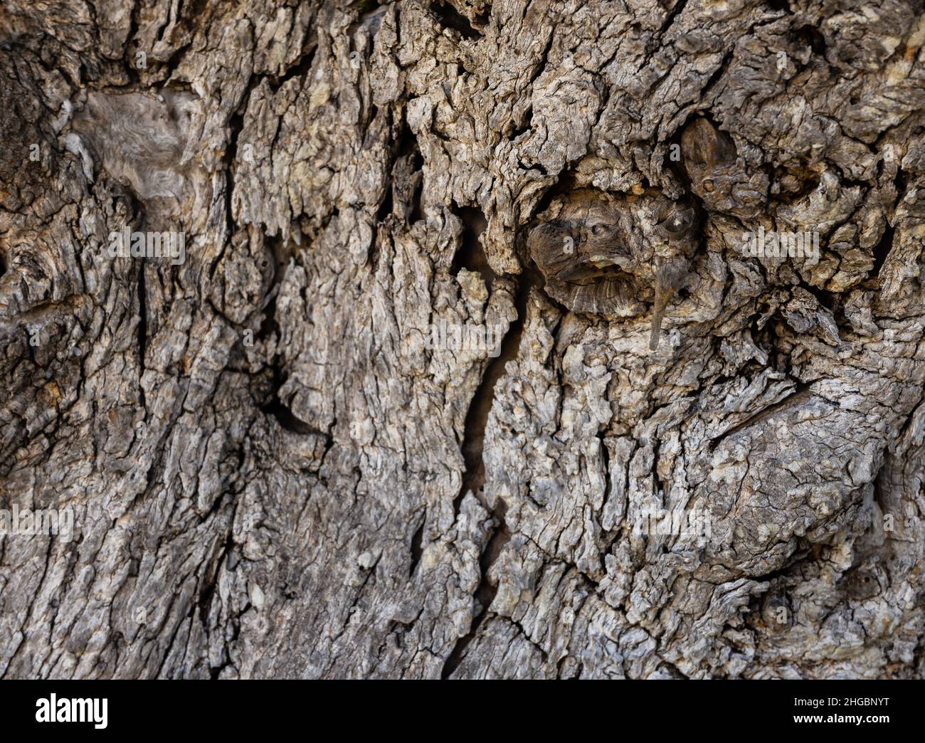 Texture of old tree trunk bark, wood texture concept, detailed macro ...
