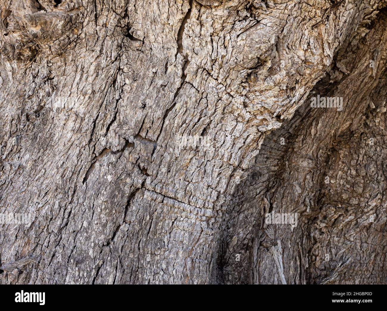 Texture of old tree trunk bark, wood texture concept, detailed macro ...