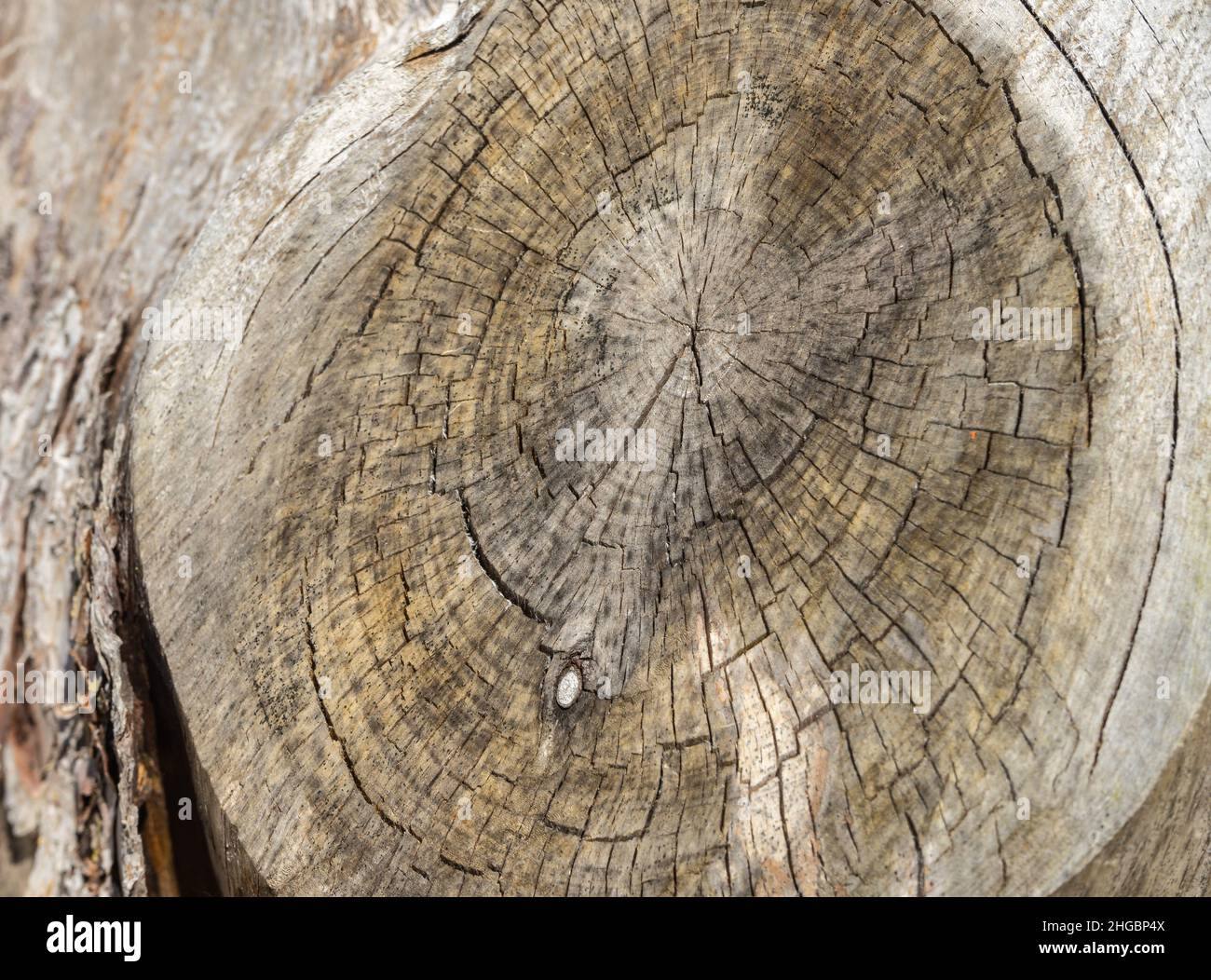 Cut and dried tree stump, wood texture concept, detailed macro Stock ...