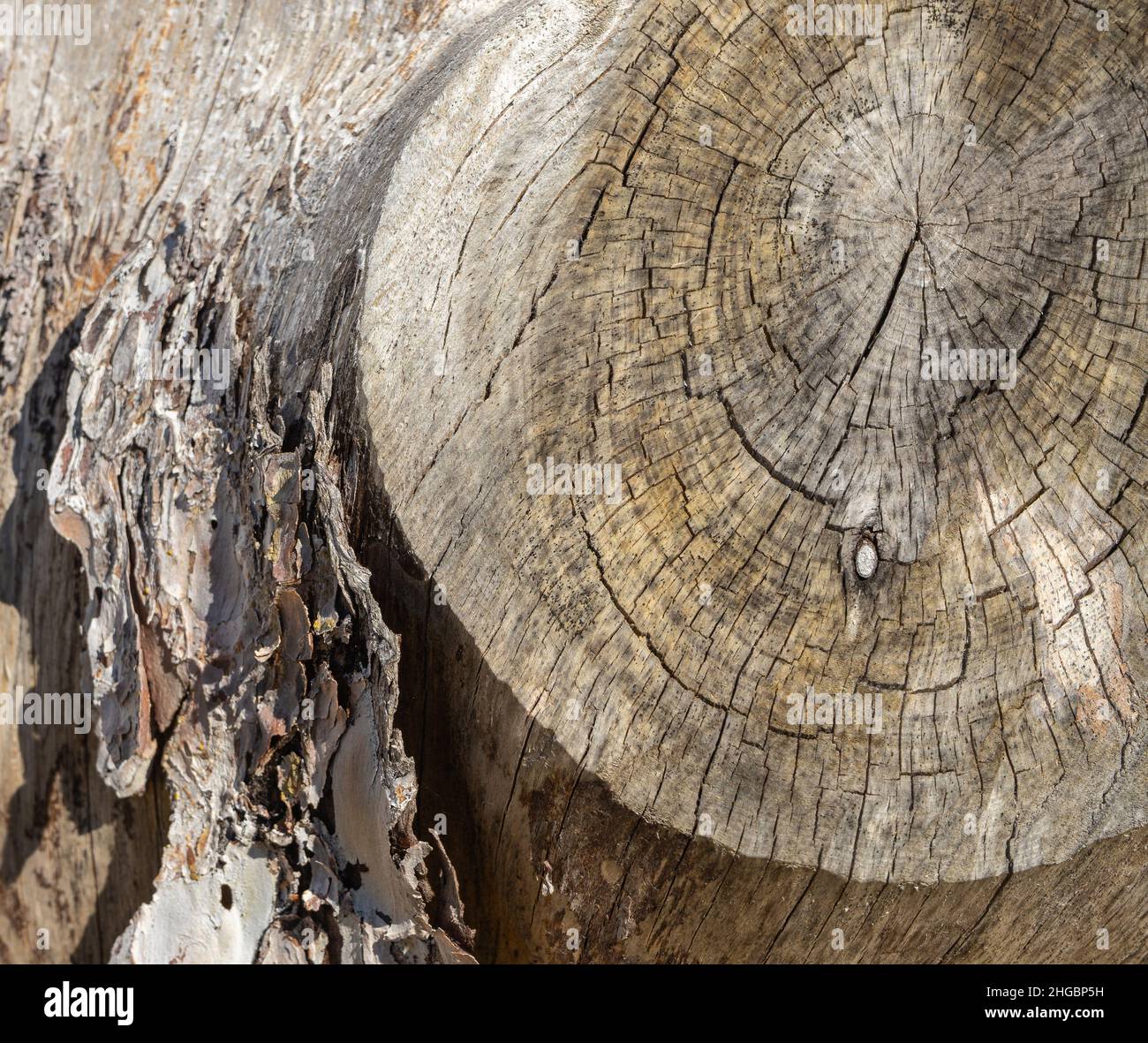 Cut and dried tree stump, wood texture concept, detailed macro Stock ...