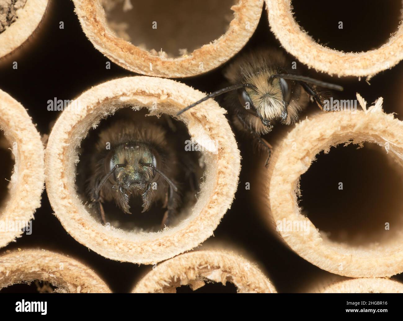 Blue Orchard Bee Male and Female Stock Photo - Alamy