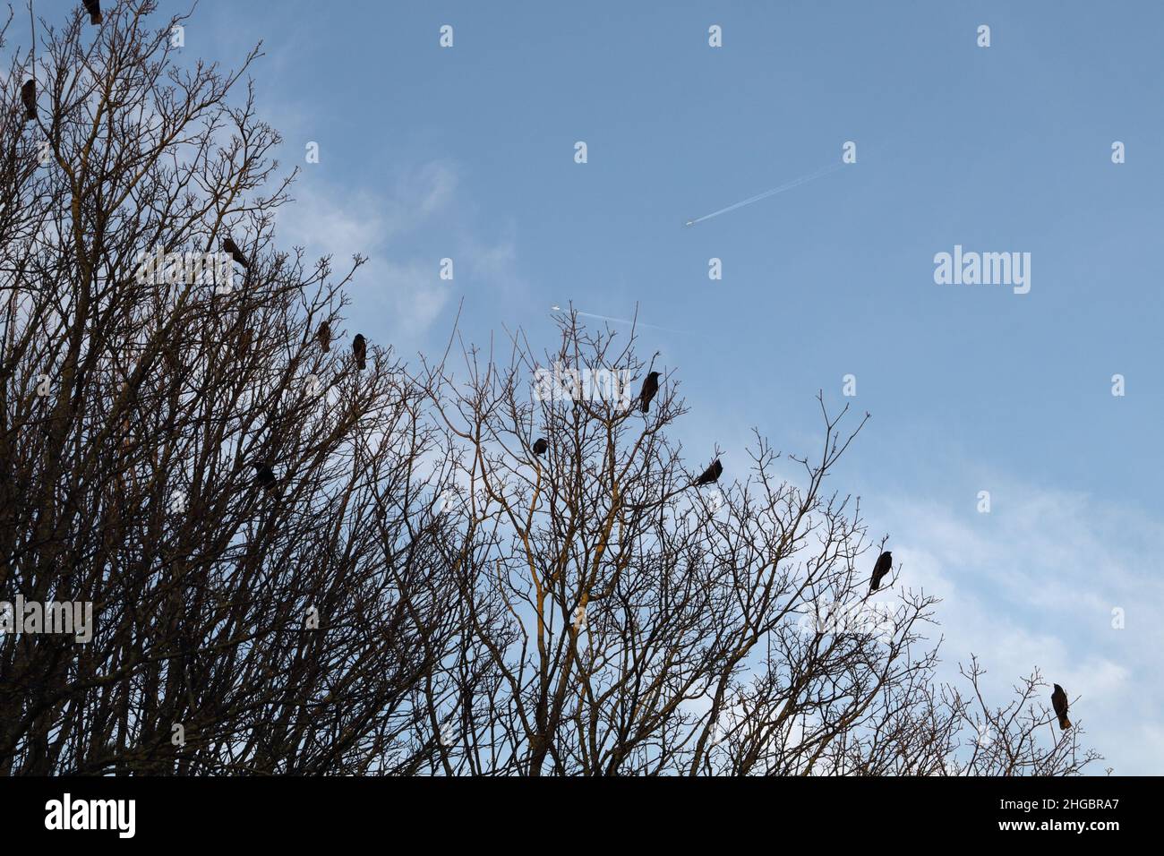 Crows and tree hi-res stock photography and images - Alamy