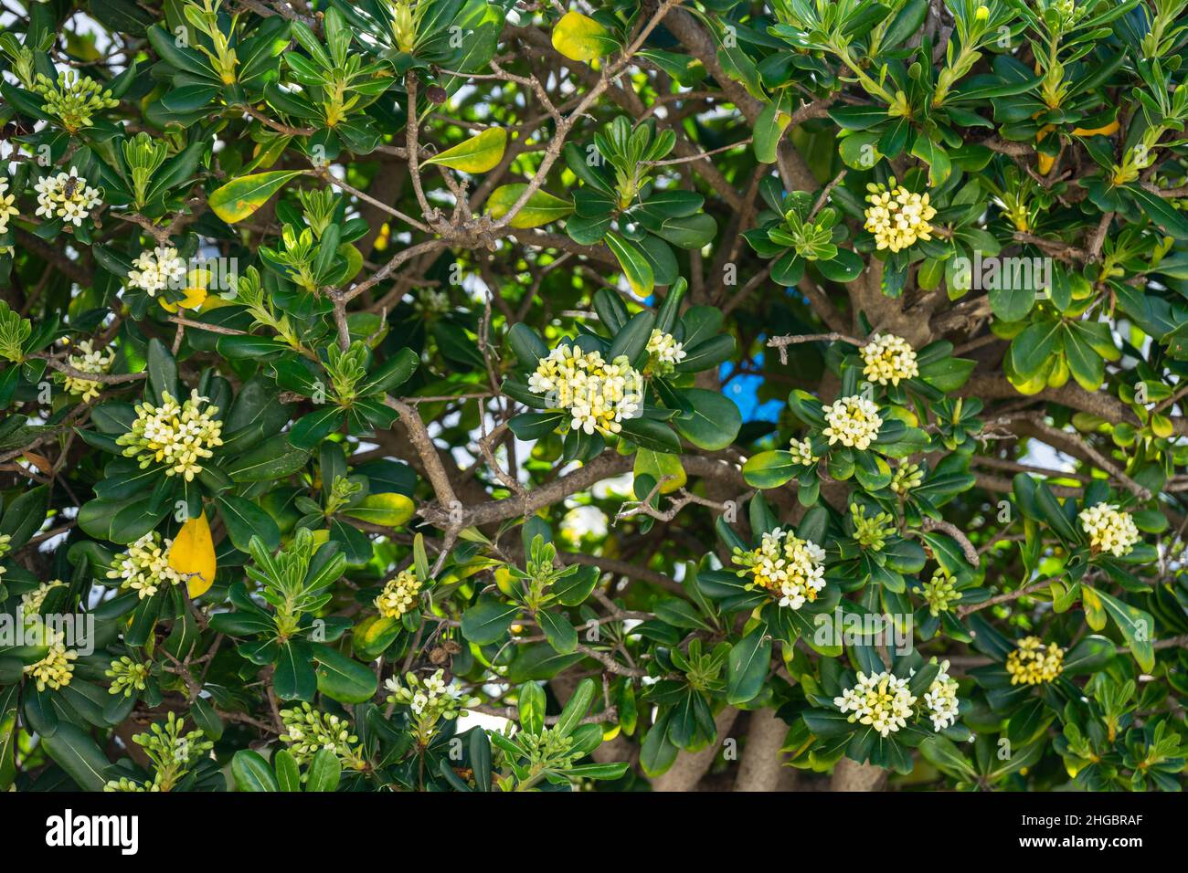 Spring vegetable garden hedge hi-res stock photography and images - Alamy